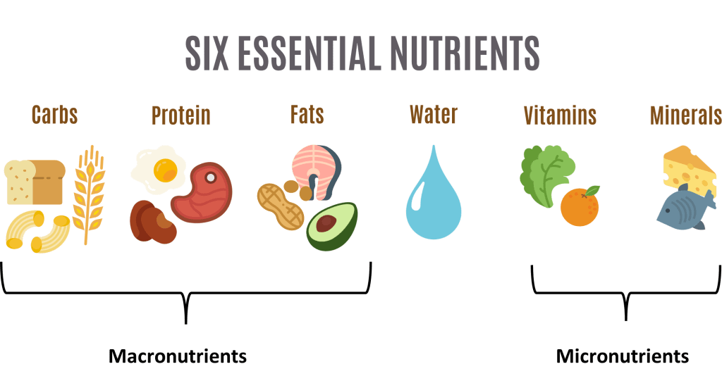 Macronutrients And Food Groups Part 1 Of 7 ClubWorx