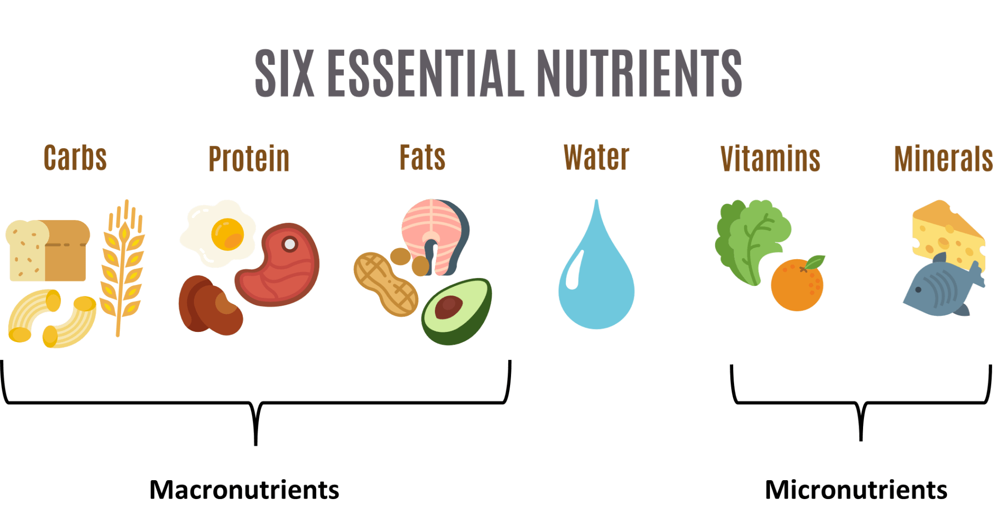 Macronutrients and food groups: Part 1 of 7 • ClubWorx